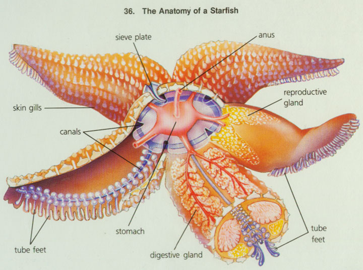 Bioweb Images Bioweb Images