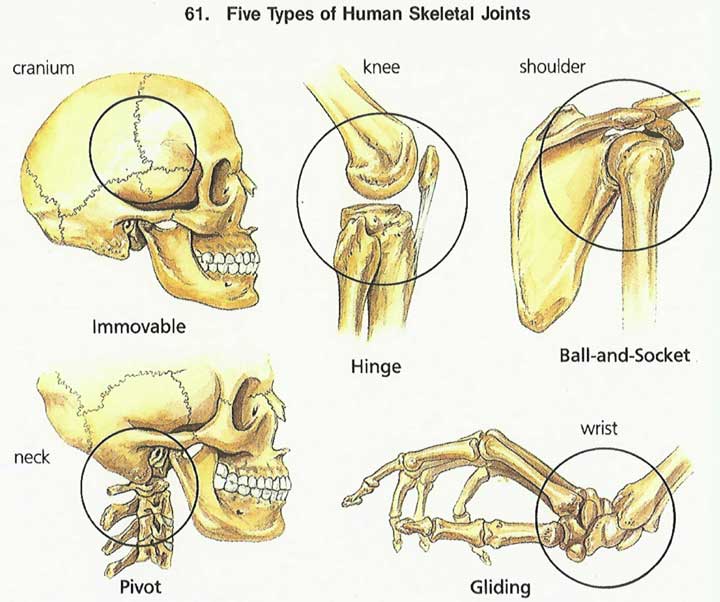 Bioweb Images Bioweb Images